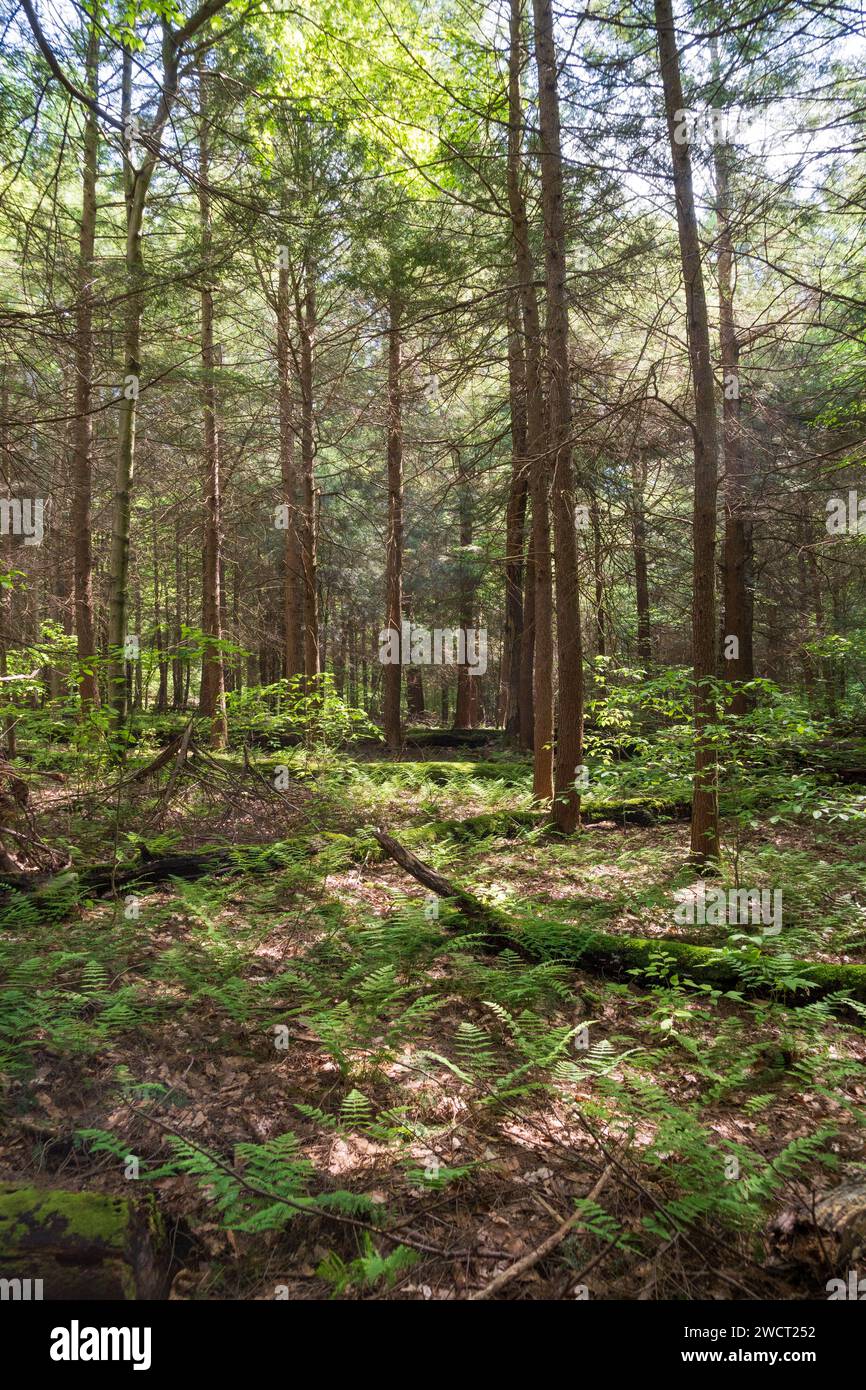 Canopy in the woods hi-res stock photography and images - Alamy