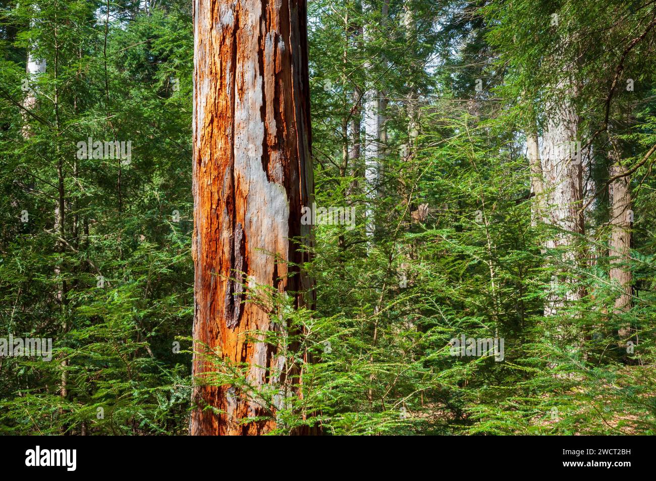 Raw Exposed Debarked Trees at Allegheny National Forest, PA, USA Stock ...