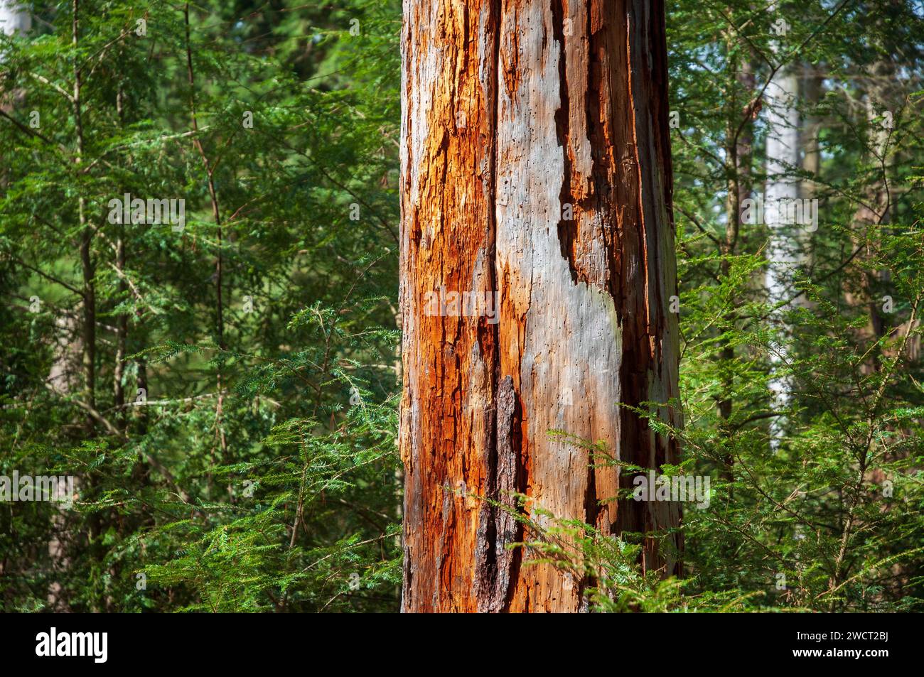 Raw Exposed Debarked Trees at Allegheny National Forest, PA, USA Stock ...