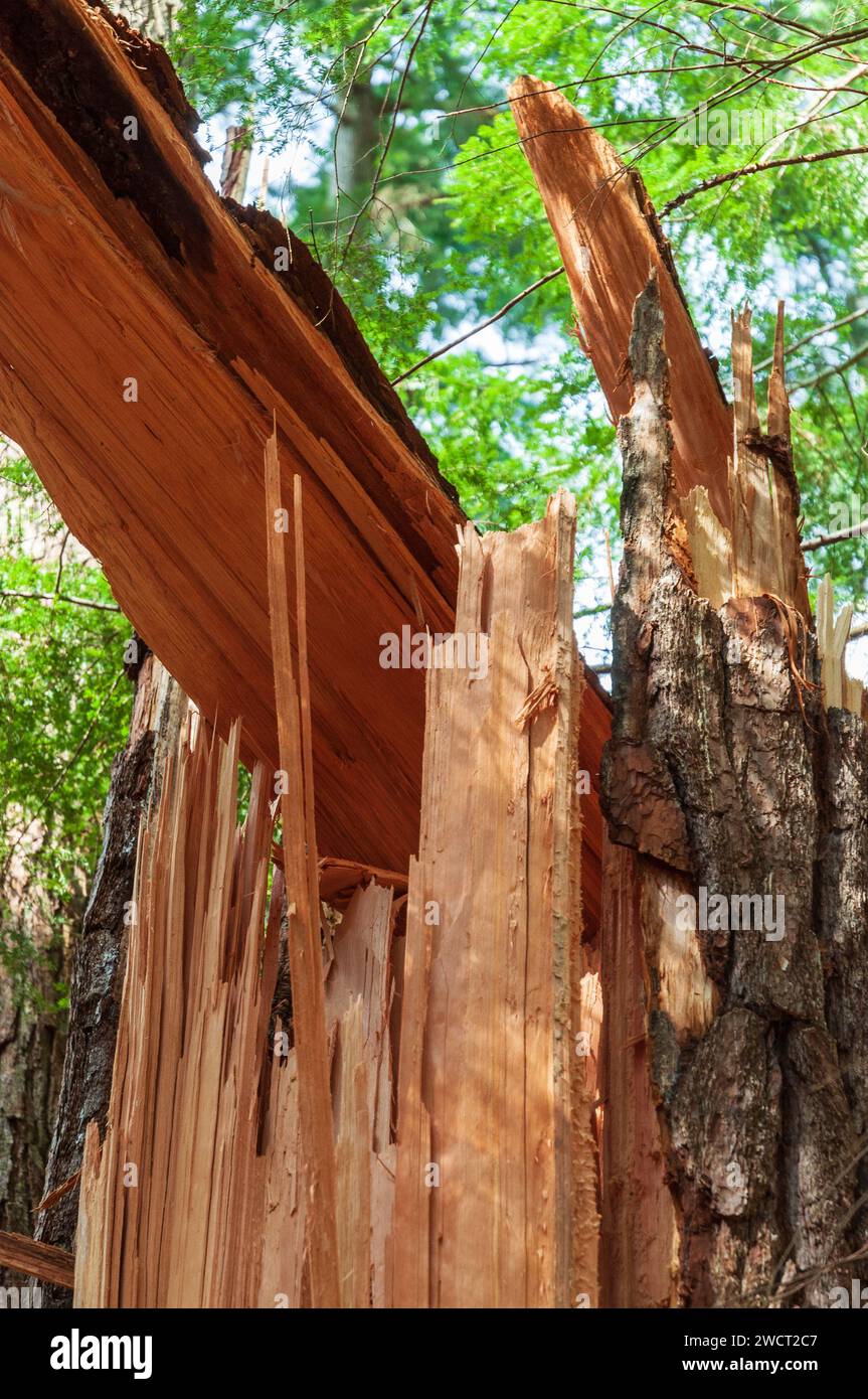 Raw Exposed Debarked Trees at Allegheny National Forest, PA, USA Stock ...