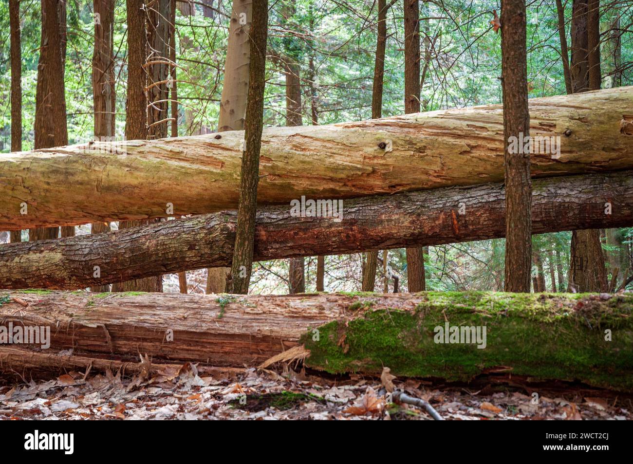 Raw Exposed Debarked Trees at Allegheny National Forest, PA, USA Stock ...