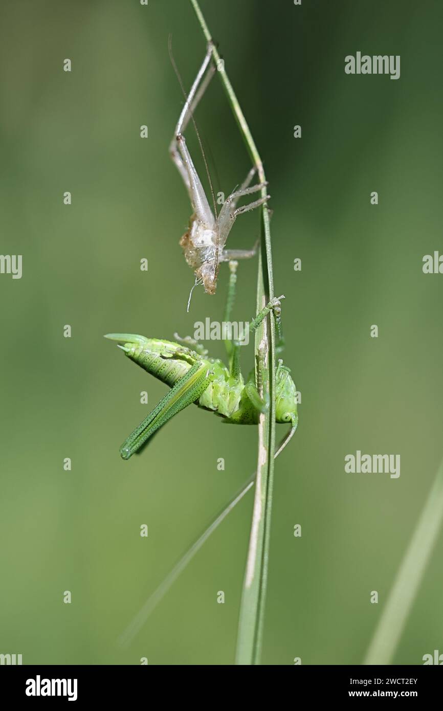 Tettigonia viridissima, commonly known as the great green bush-cricket ...