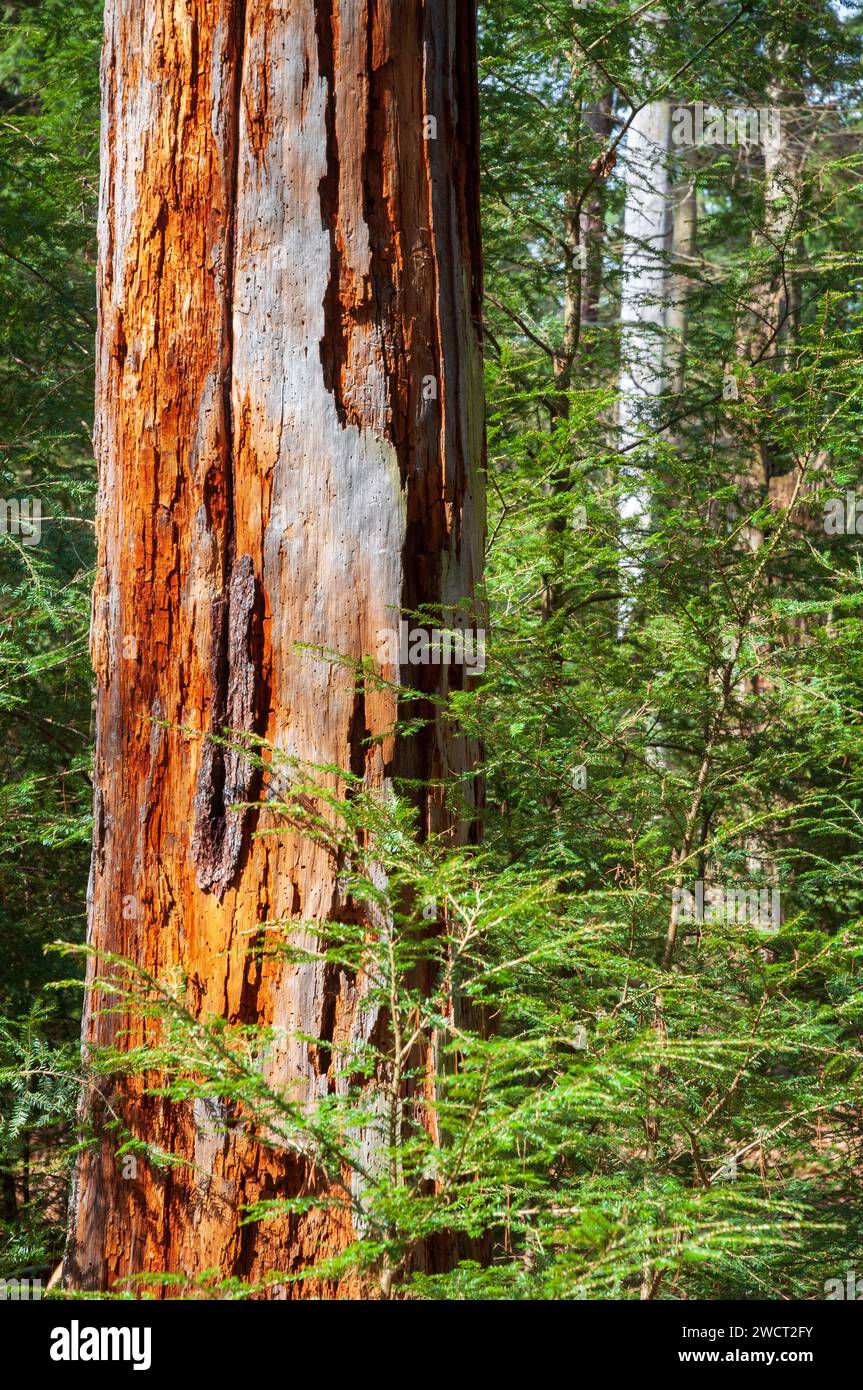 Raw Exposed Debarked Trees at Allegheny National Forest, PA, USA Stock ...