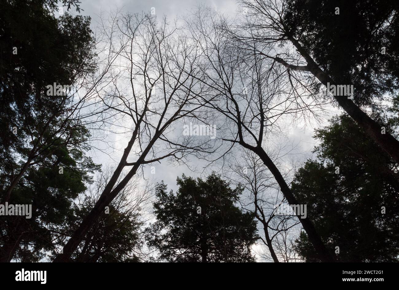 A Backlit Canopy at Allegheny National Forest Stock Photo - Alamy