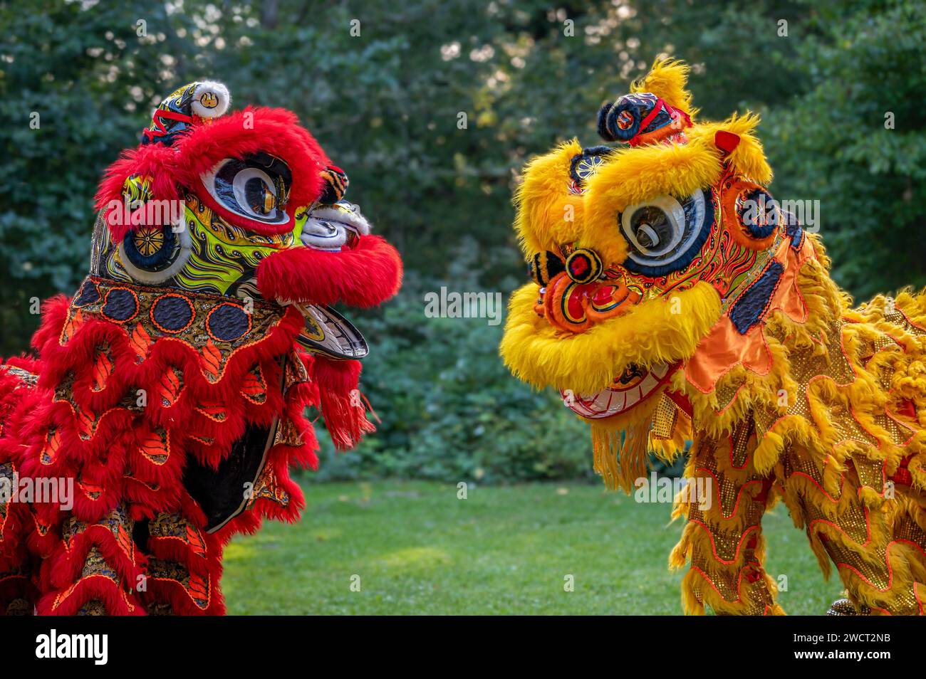 Traditional lion dance. One yellow lion and one red lion. Celebration ...