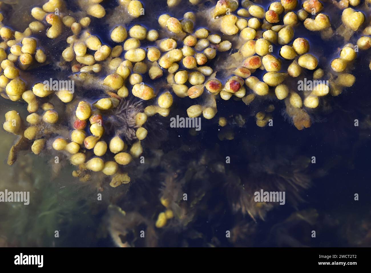 Viherahdinparta hi-res stock photography and images - Alamy