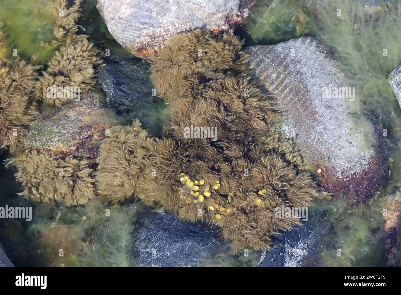 Brown algae called Pylaiella littoralis growing on Fucus vesiculosus ...