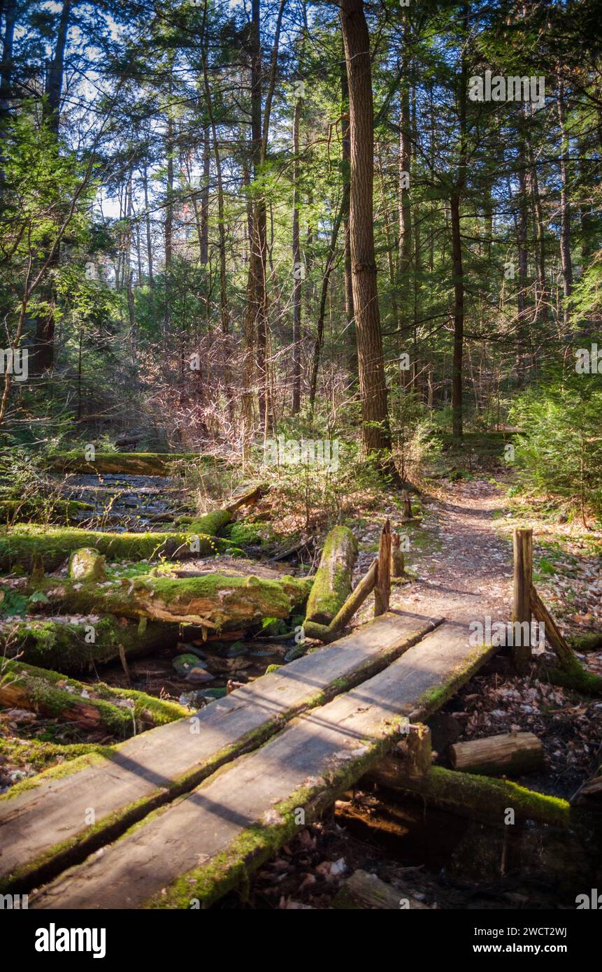 A Small Footbridge on the Forest Floor at Allegheny National Forest in ...