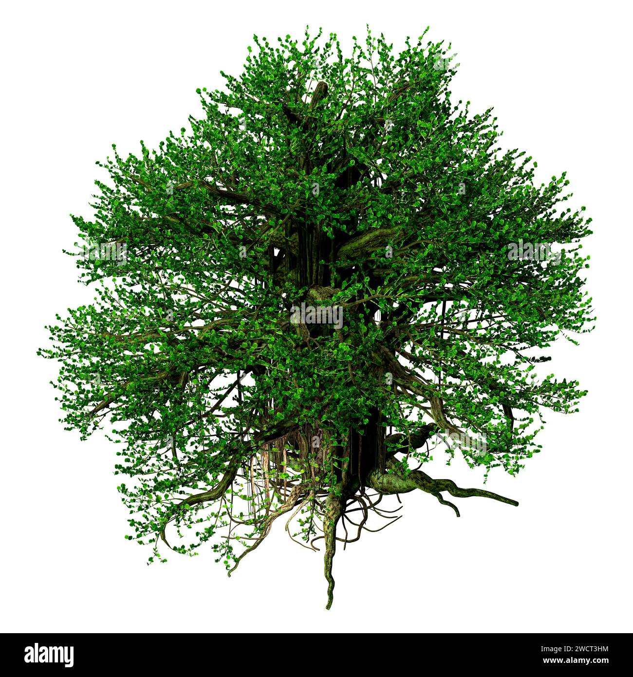 3D rendering of a banyan tree isolated on white background Stock Photo ...
