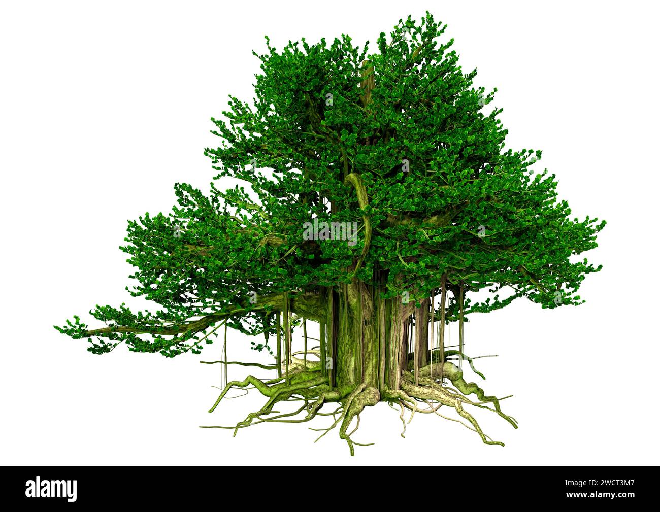 3D rendering of a banyan tree isolated on white background Stock Photo ...