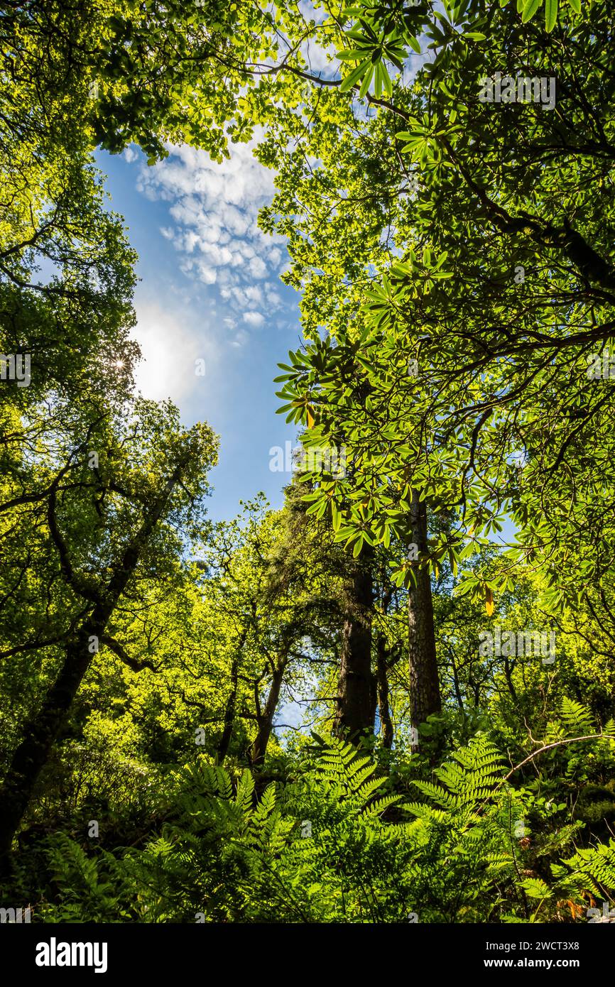 Mature woodland, strongly backlit with ferns & tall Rhododendron shrubs ...