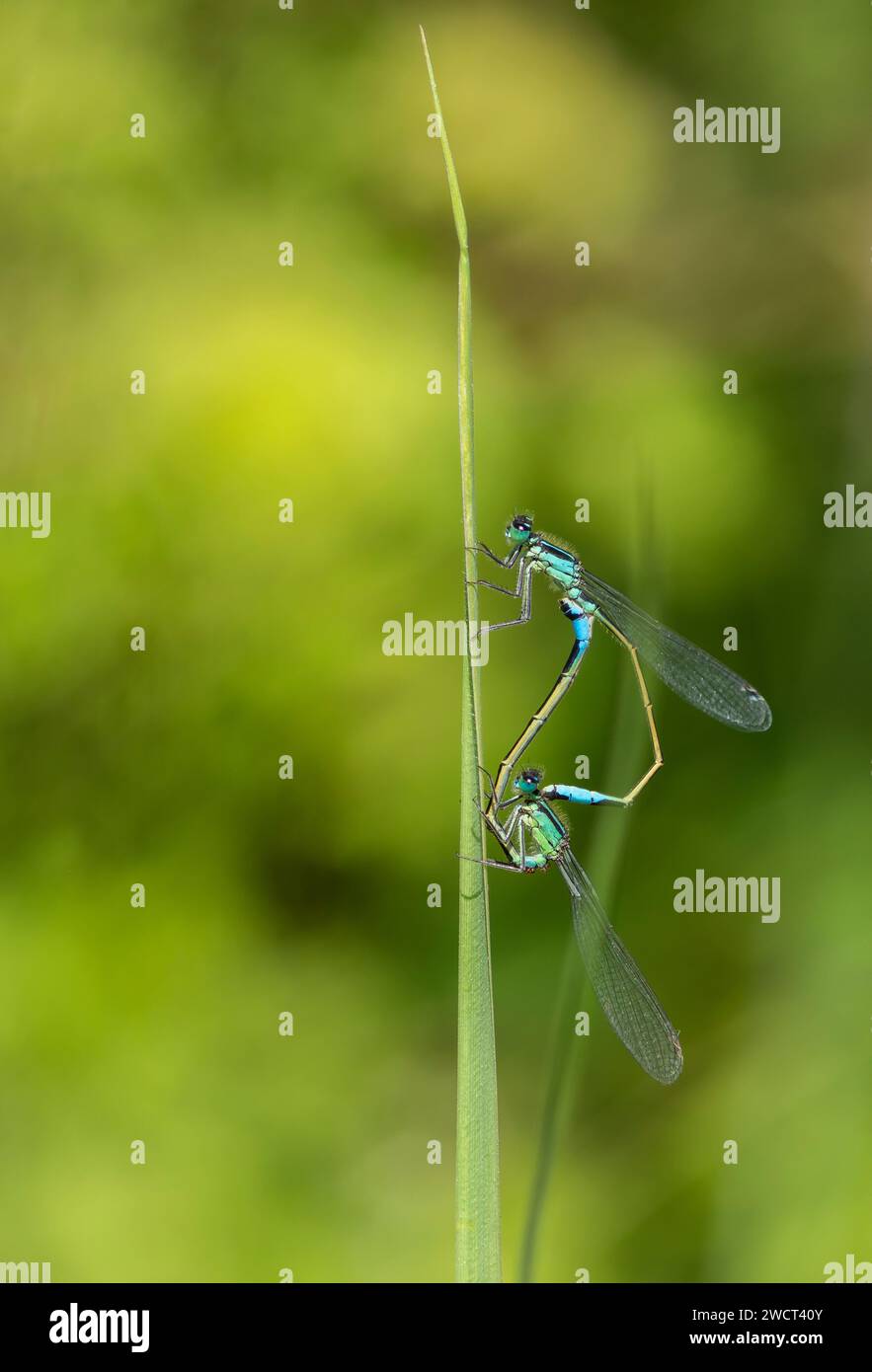 Pair of Common Blue Damselflies Enallagma cyathigerum, mating on a ...