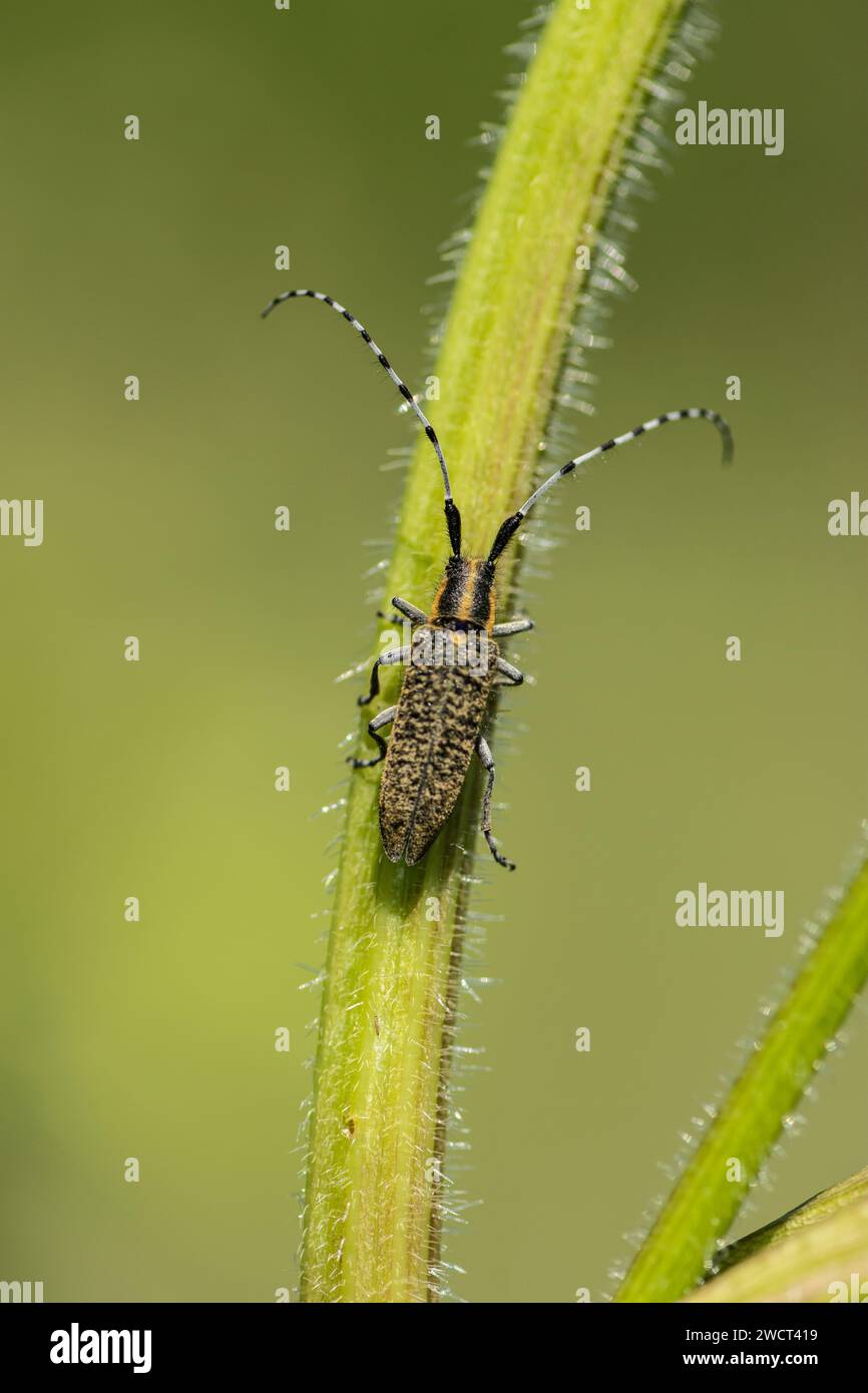 Golden-bloomed Grey Longhorn beetle Agapanthia villosoviridescens ...