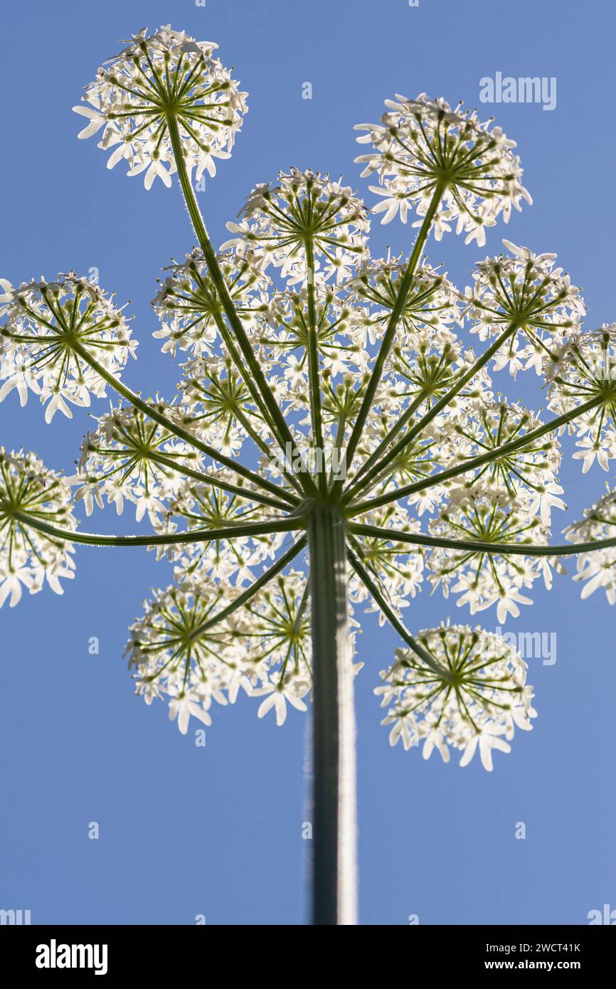 Common Hogweed Heracleum sphondylium, looking up through the flowers ...