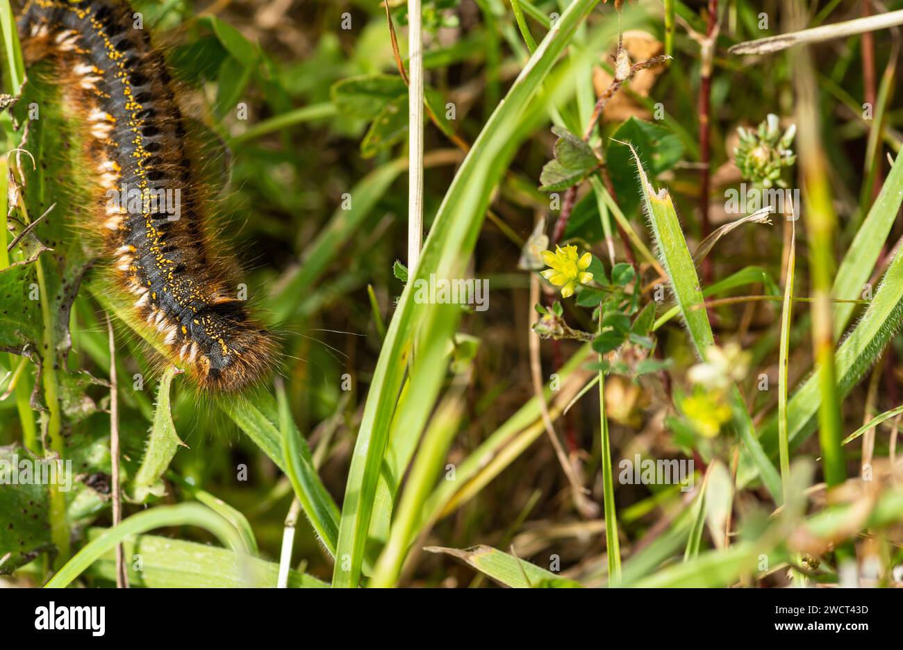 Drinker moth Caterpillar Euthrix potatoria, close up of caterpillar ...