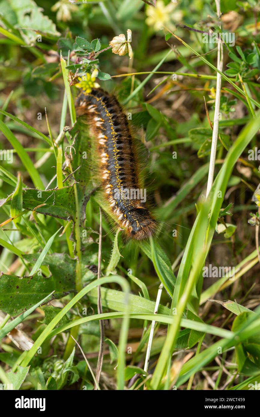 Drinker moth Caterpillar Euthrix potatoria, close up of caterpillar ...