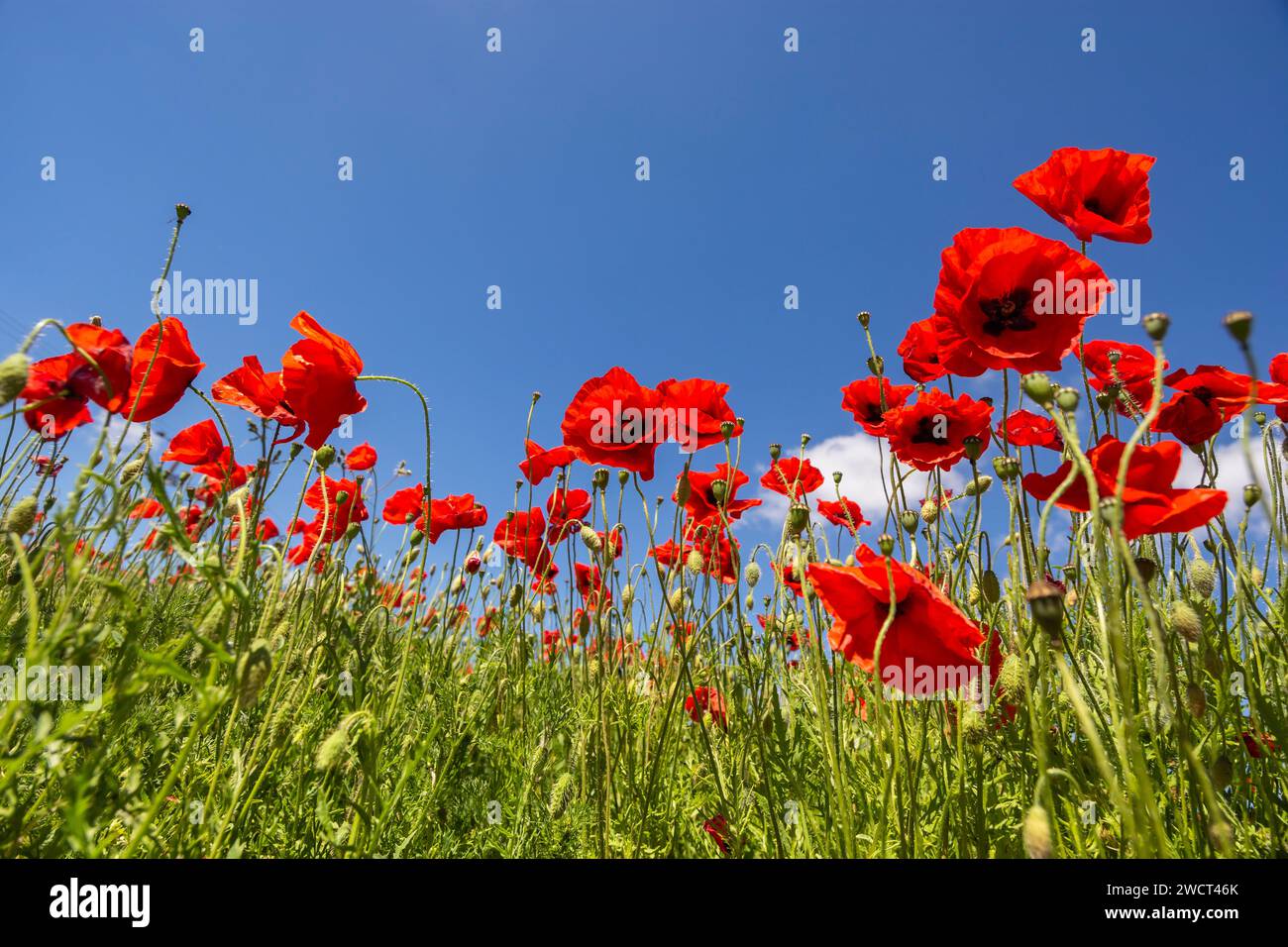 Common Poppies Papaver rhoeas, blooming in a field against blue sky ...