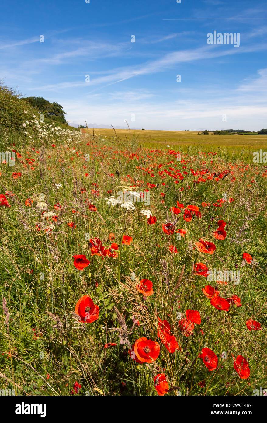 Wildflower Conservation Headland, with red poppies, blue sky, Norfolk ...