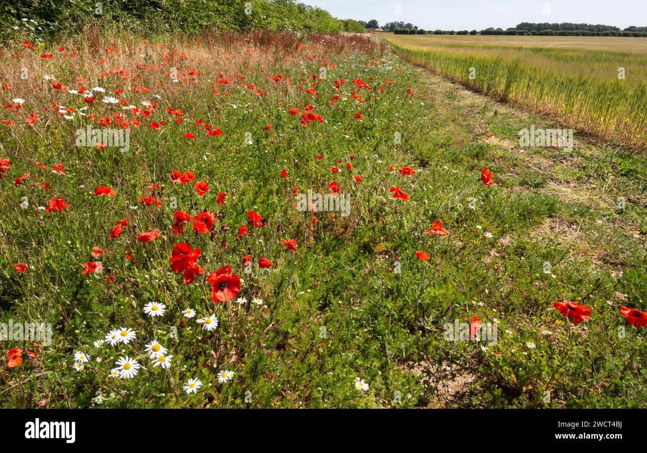 Wildflower Conservation Headland, with red poppies, blue sky, Norfolk ...
