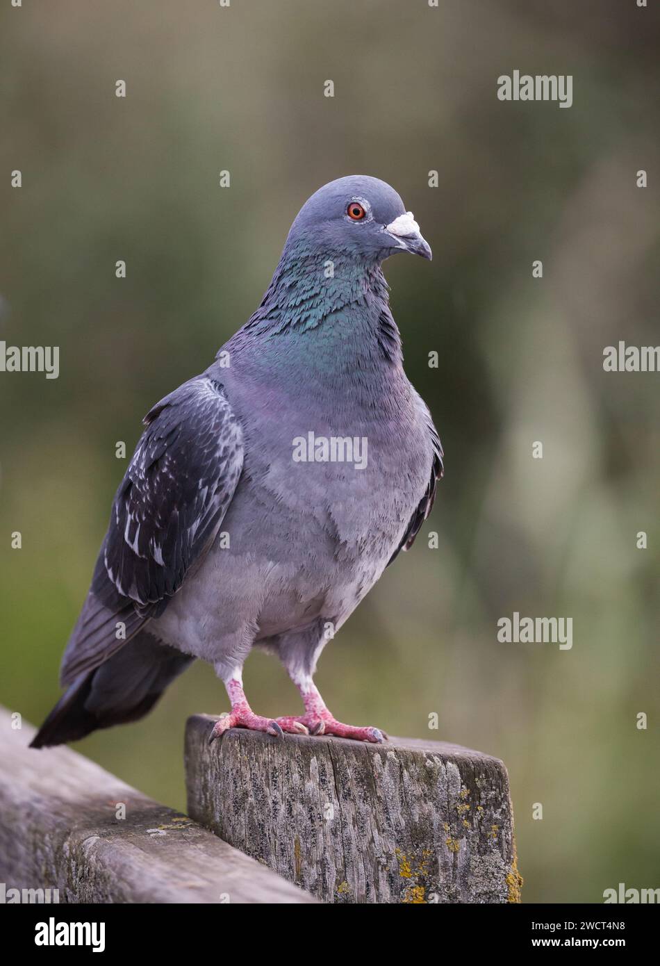 Pink llegs hi-res stock photography and images - Alamy