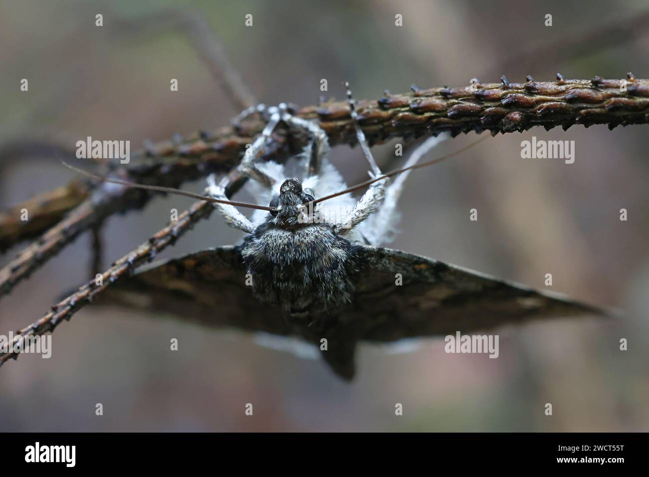 Blue underwing, Catocala fraxini, also known as Clifden nonpareil moth ...