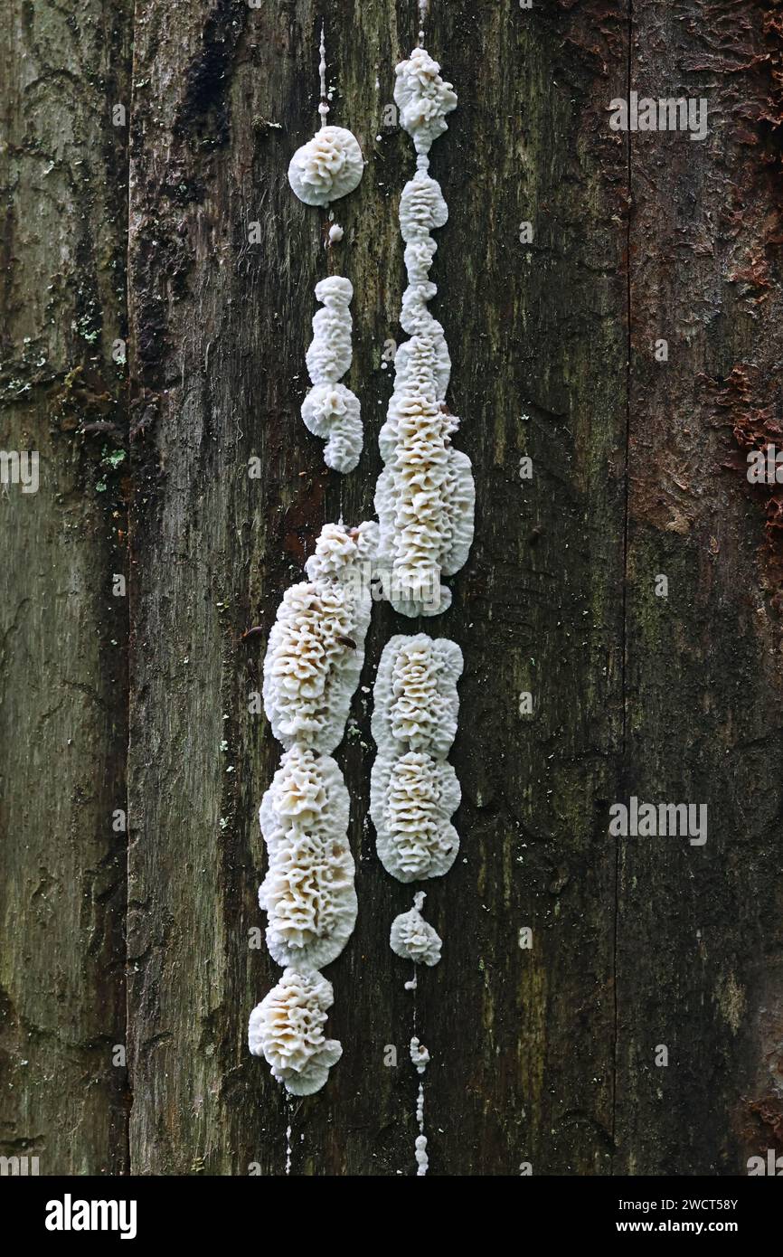 Pycnoporellus alboluteus, commonly known as the orange sponge polypore ...
