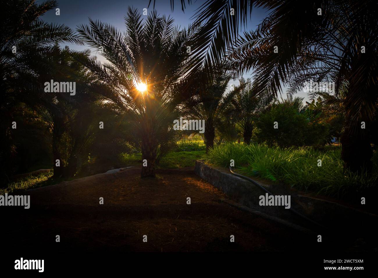 Trees and plants blossom during sunrise from Hatta Farm in Dubai Stock ...