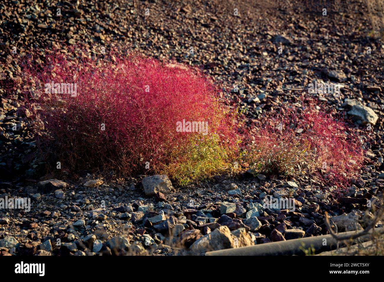 Trees and plants blossom during sunrise from Hatta Farm in Dubai Stock ...