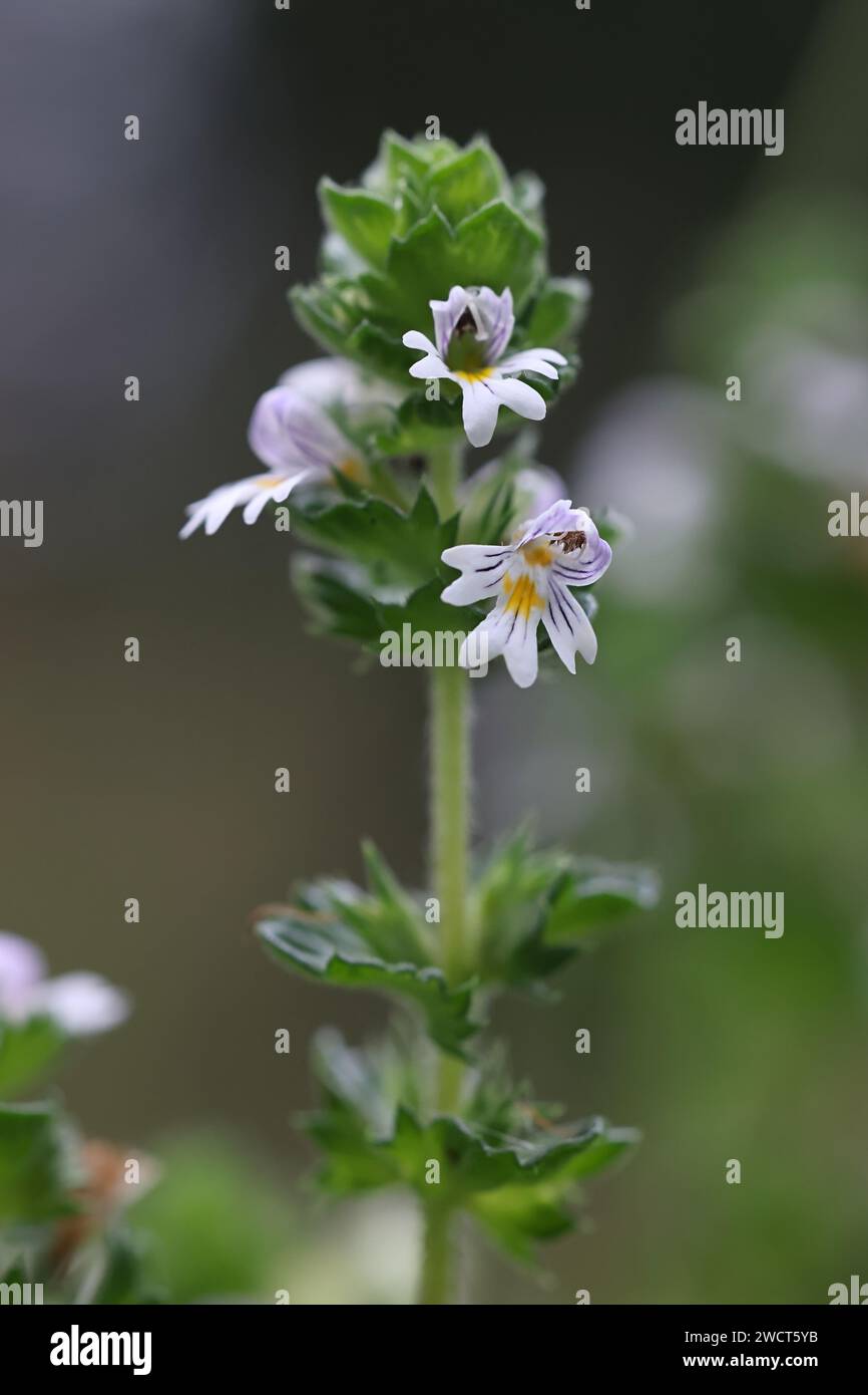 Drug eyebright, Euphrasia stricta, also known as European eyebright ...