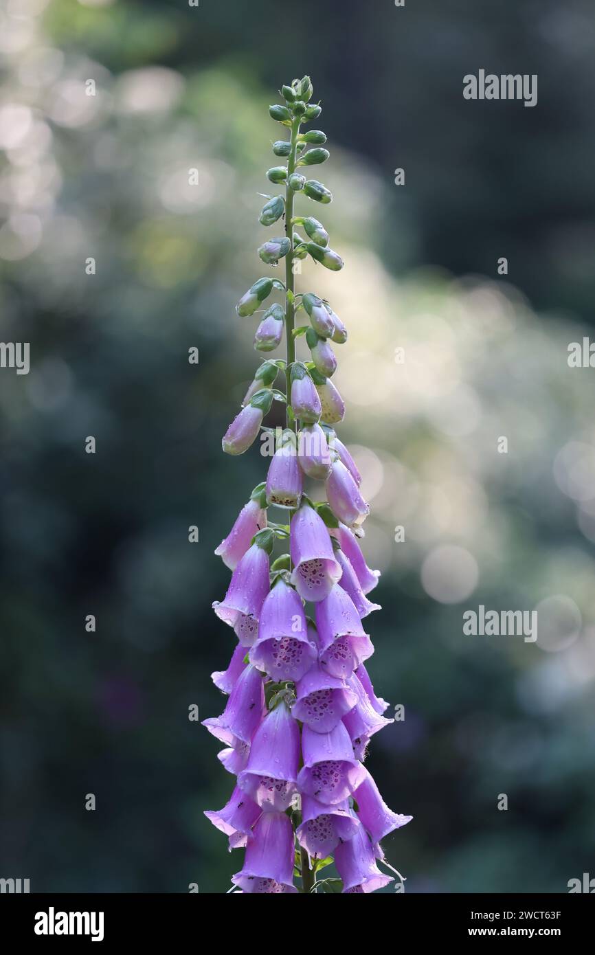 Digitalis purpurea, the foxglove, traditional source of heart medicine ...