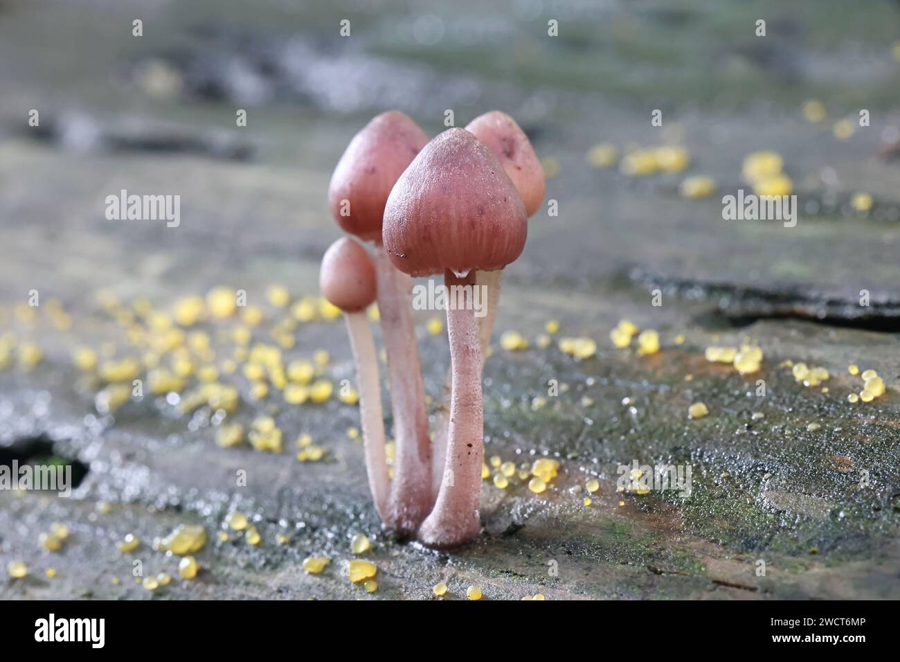 Mycena haematopus, commonly known as bleeding fairy helmet ...