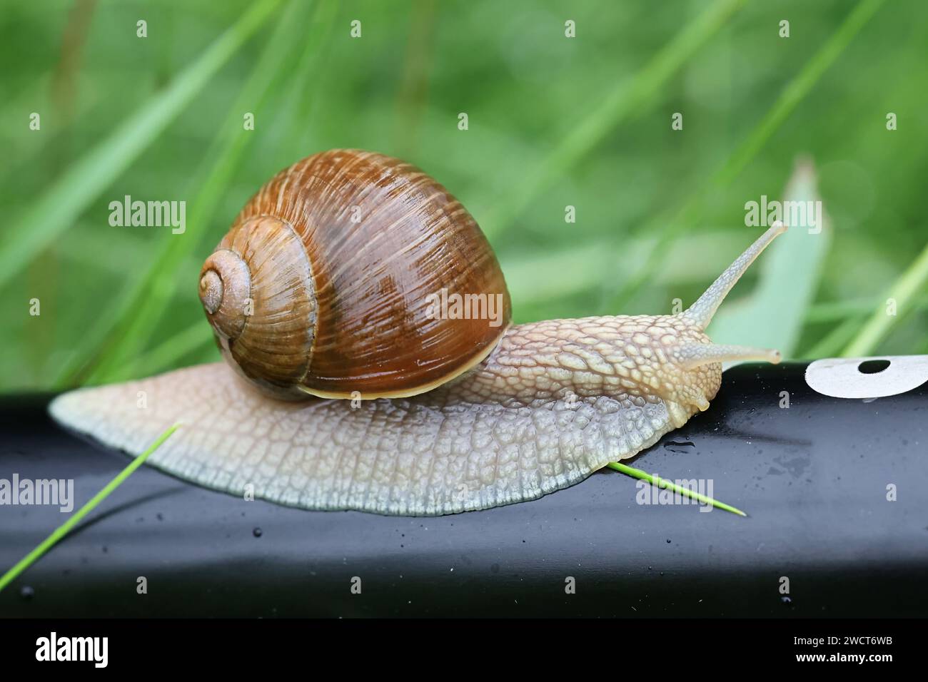 Culinarism hi-res stock photography and images - Alamy