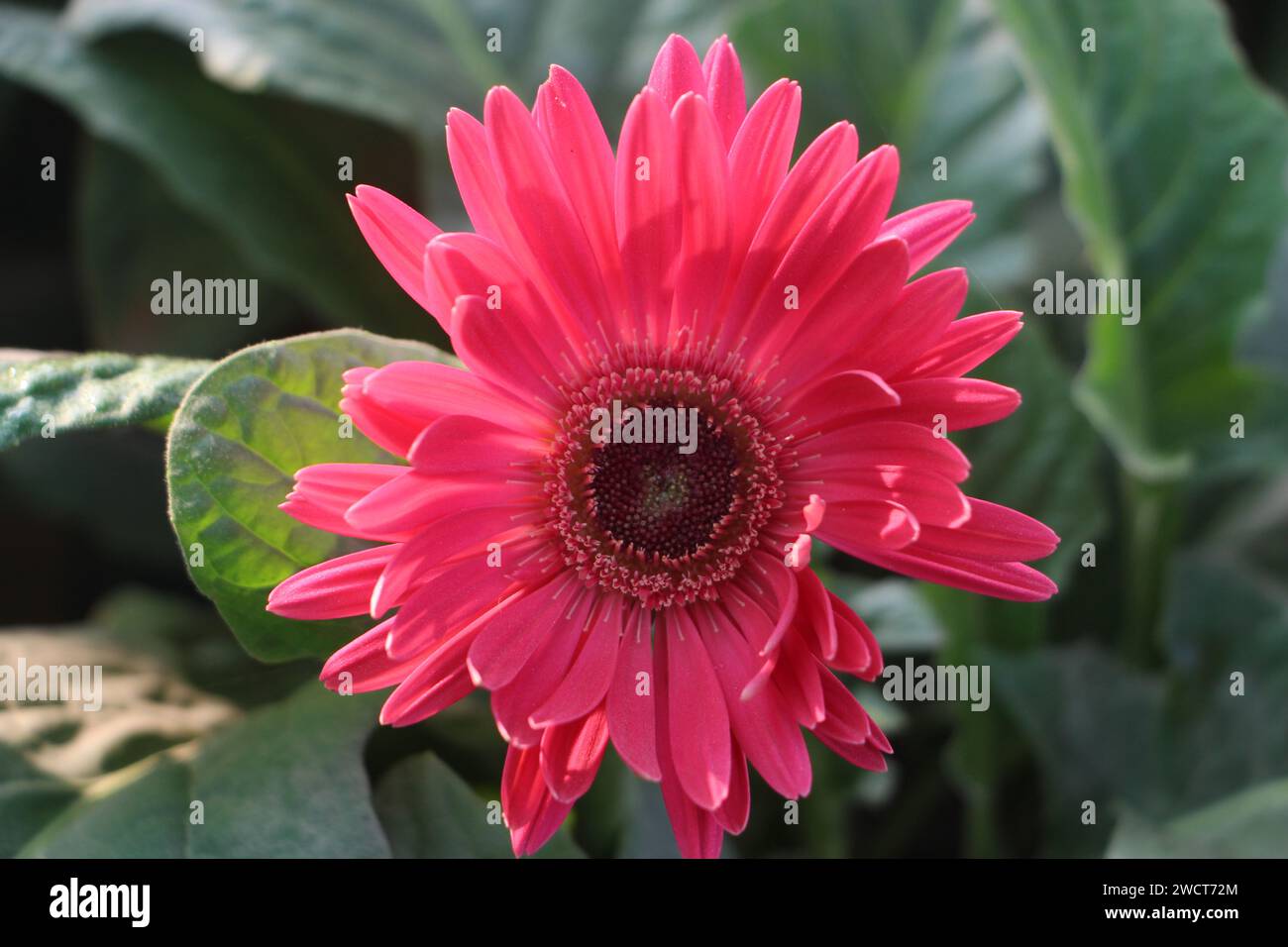 A red flower with a dark red center Stock Photo - Alamy