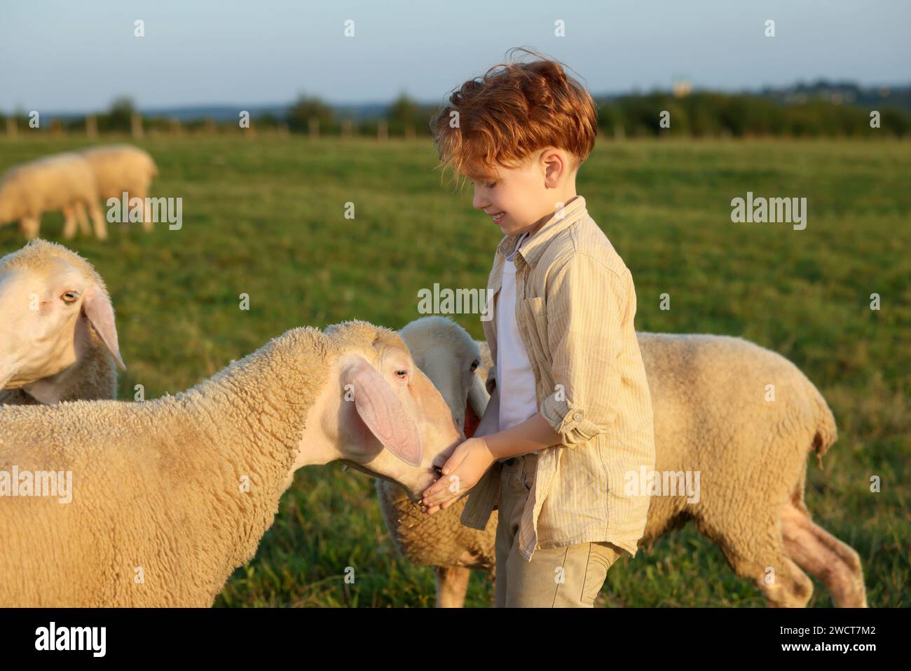 Primary school farm sheep hi-res stock photography and images - Alamy
