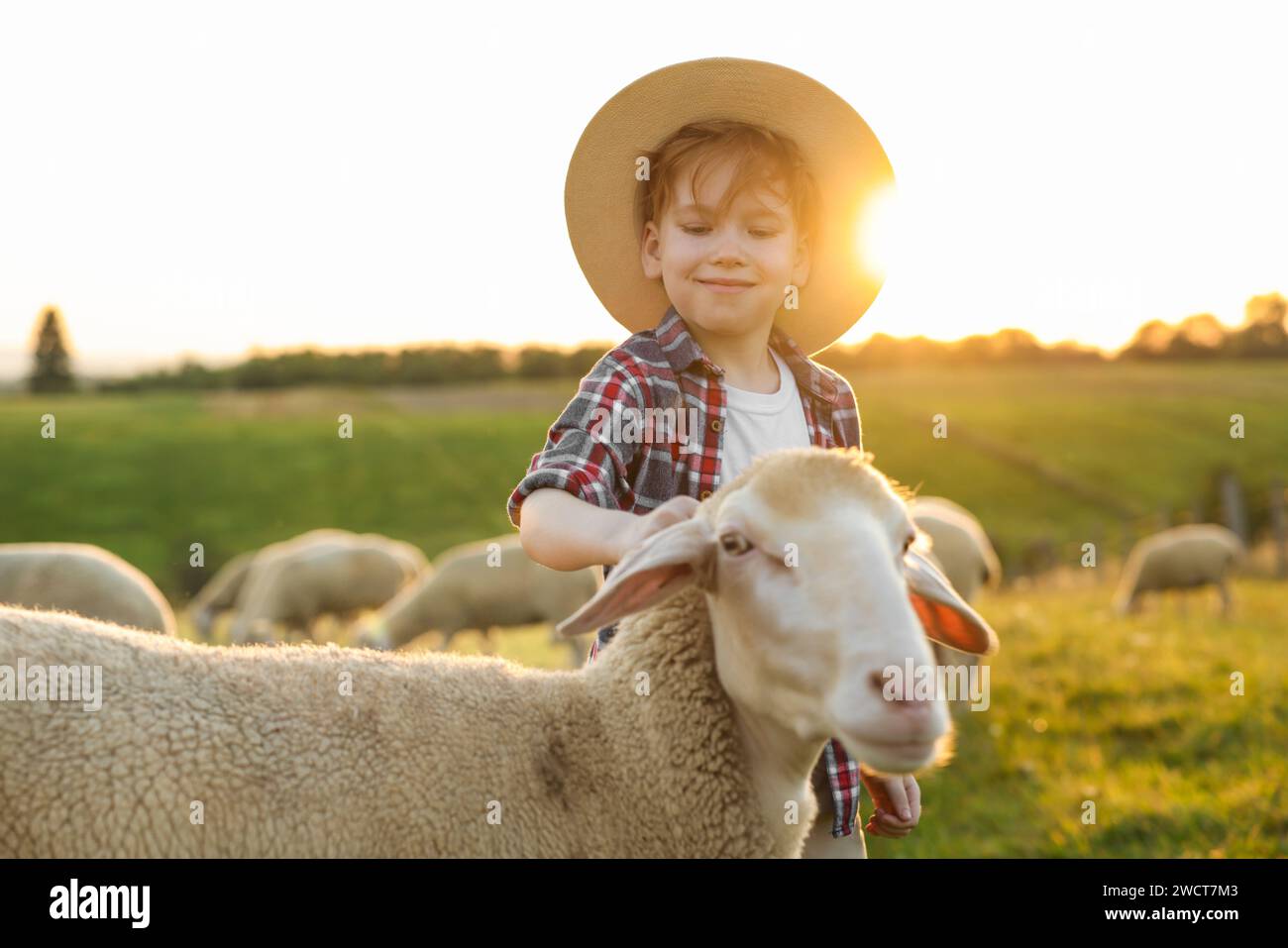 School boy and sheep hi-res stock photography and images - Alamy