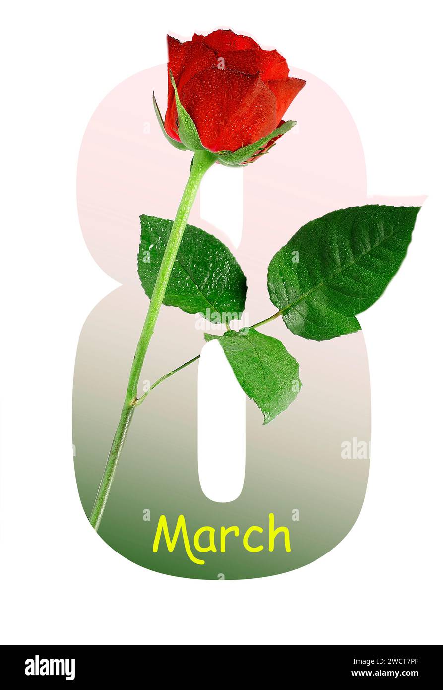 Number 8 greeting card design with beautiful red rose on white ...