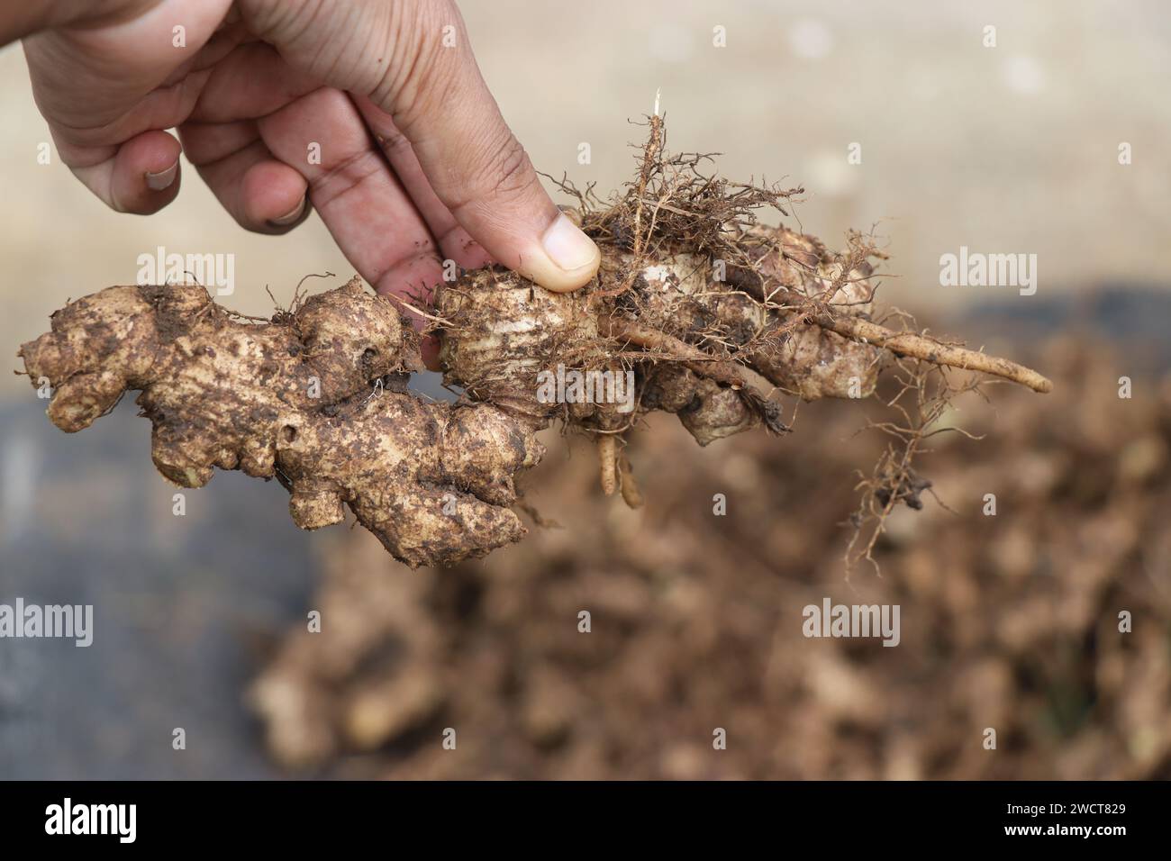 Fresh piece of ginger harvested from the ground held in the hand with ...