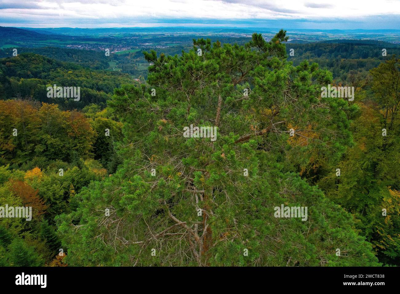 A majestic tree overlooking a vast expanse of lush green woods and ...