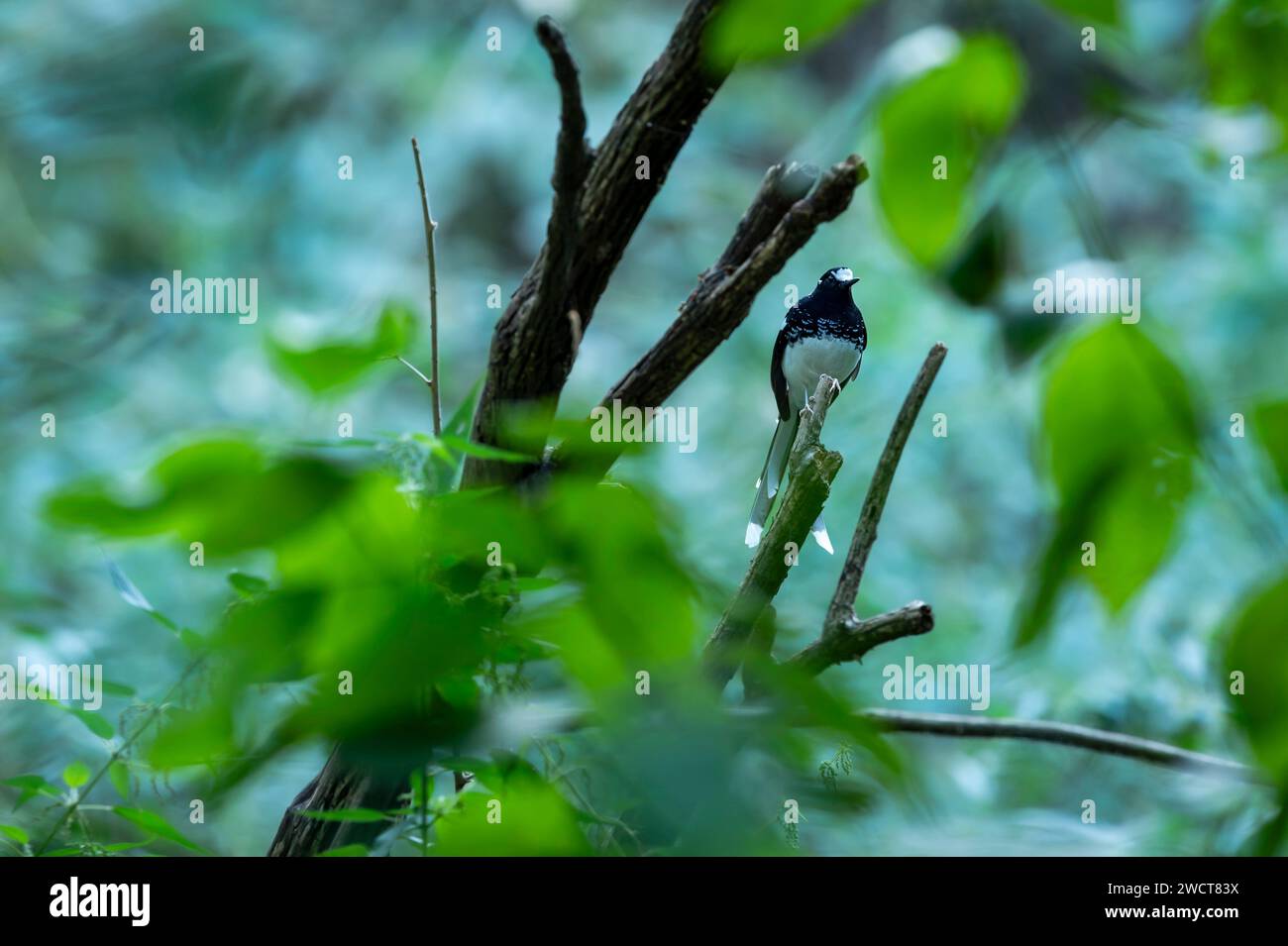 spotted forktail or Enicurus maculatus bird perched on branch in ...