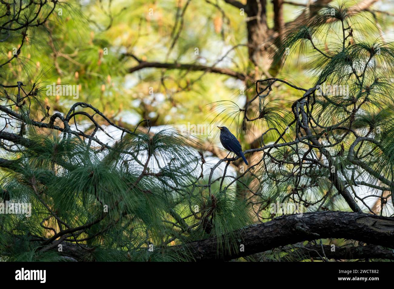 Blue whistling thrush or Myophonus caeruleus bird perched high on pine ...