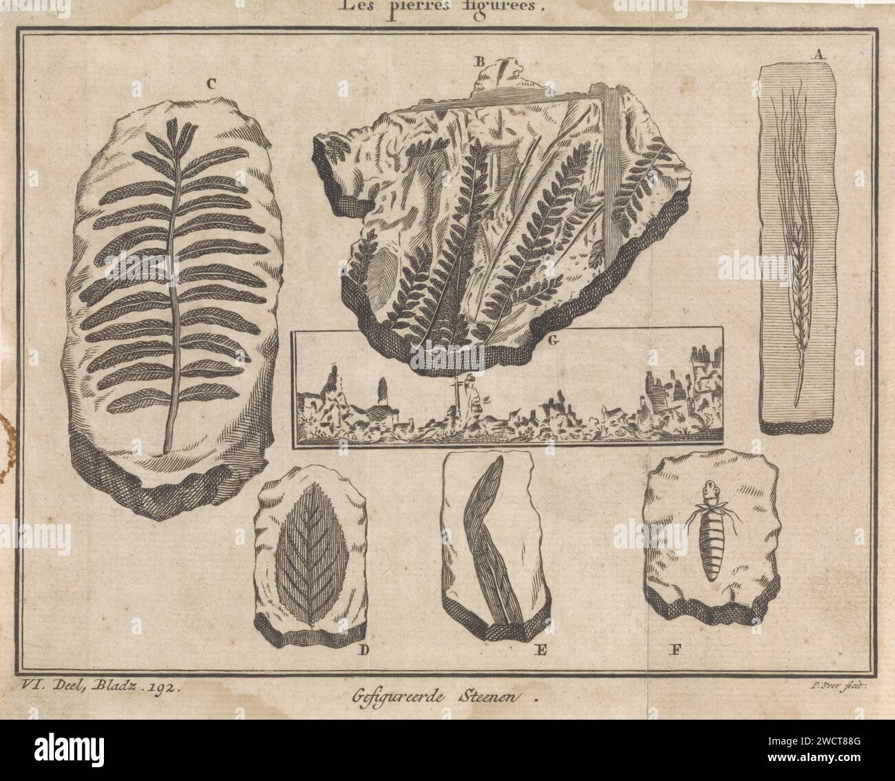 Fossils, Pieter Yver, 1722 - 1782 print Different fossils with the ...