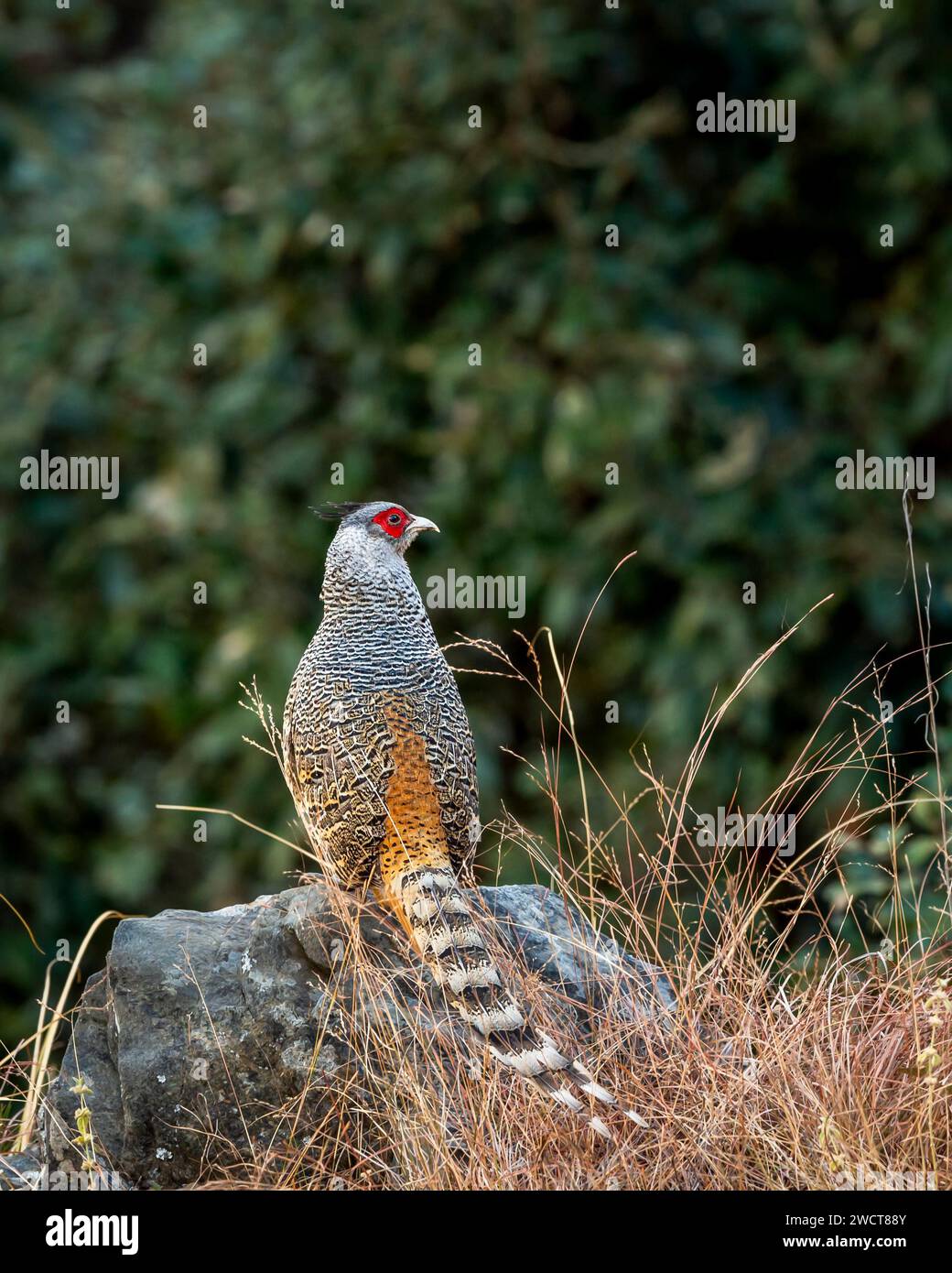 Cheer pheasant hi-res stock photography and images - Alamy