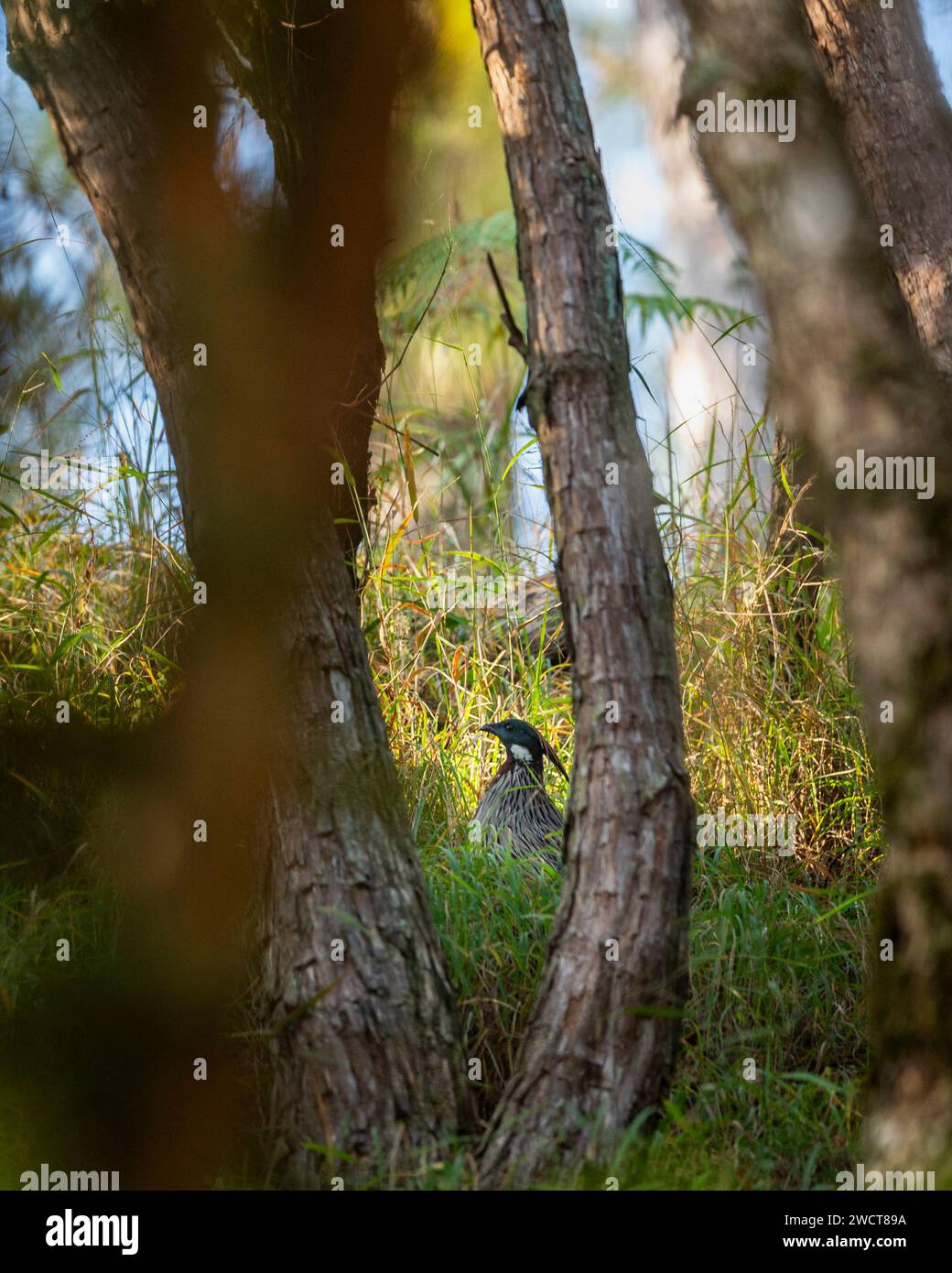 koklass pheasant or Pucrasia macrolopha habitat in grass behind tree ...