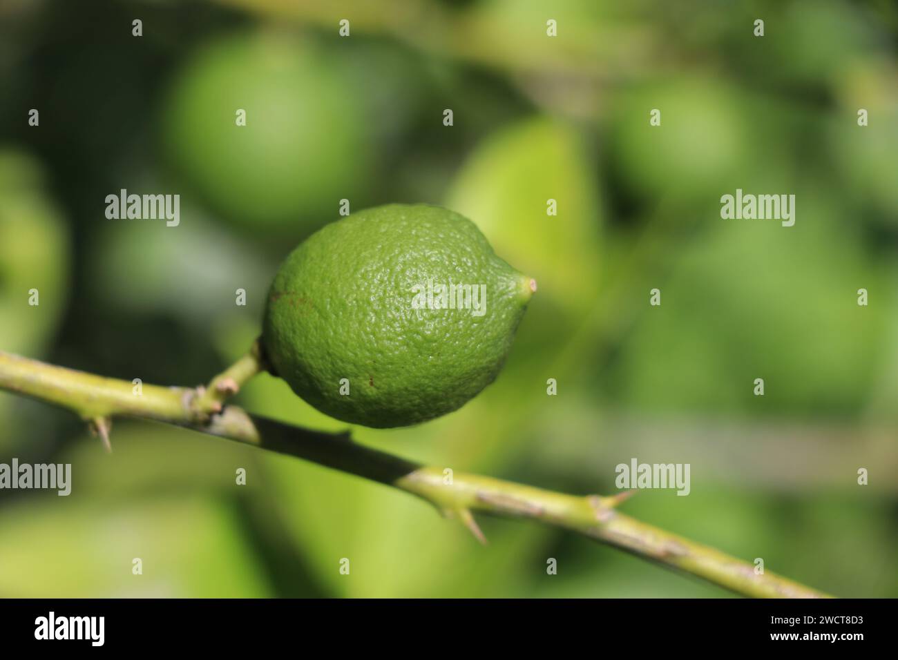Lime tree thorns hi-res stock photography and images - Alamy