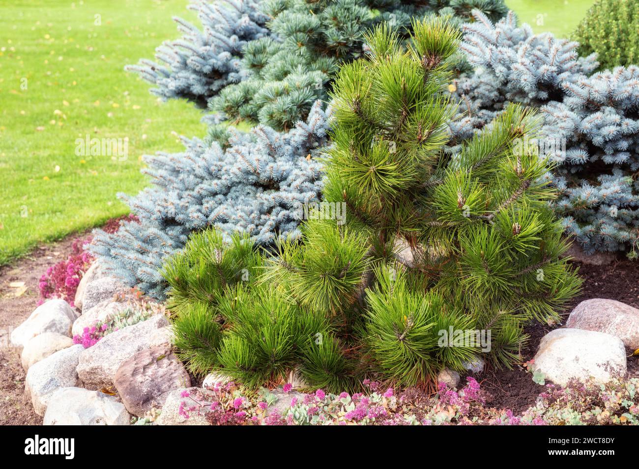 Ornamental plant dwarf cedar pine (Pinus sibirica) in landscaping Stock ...