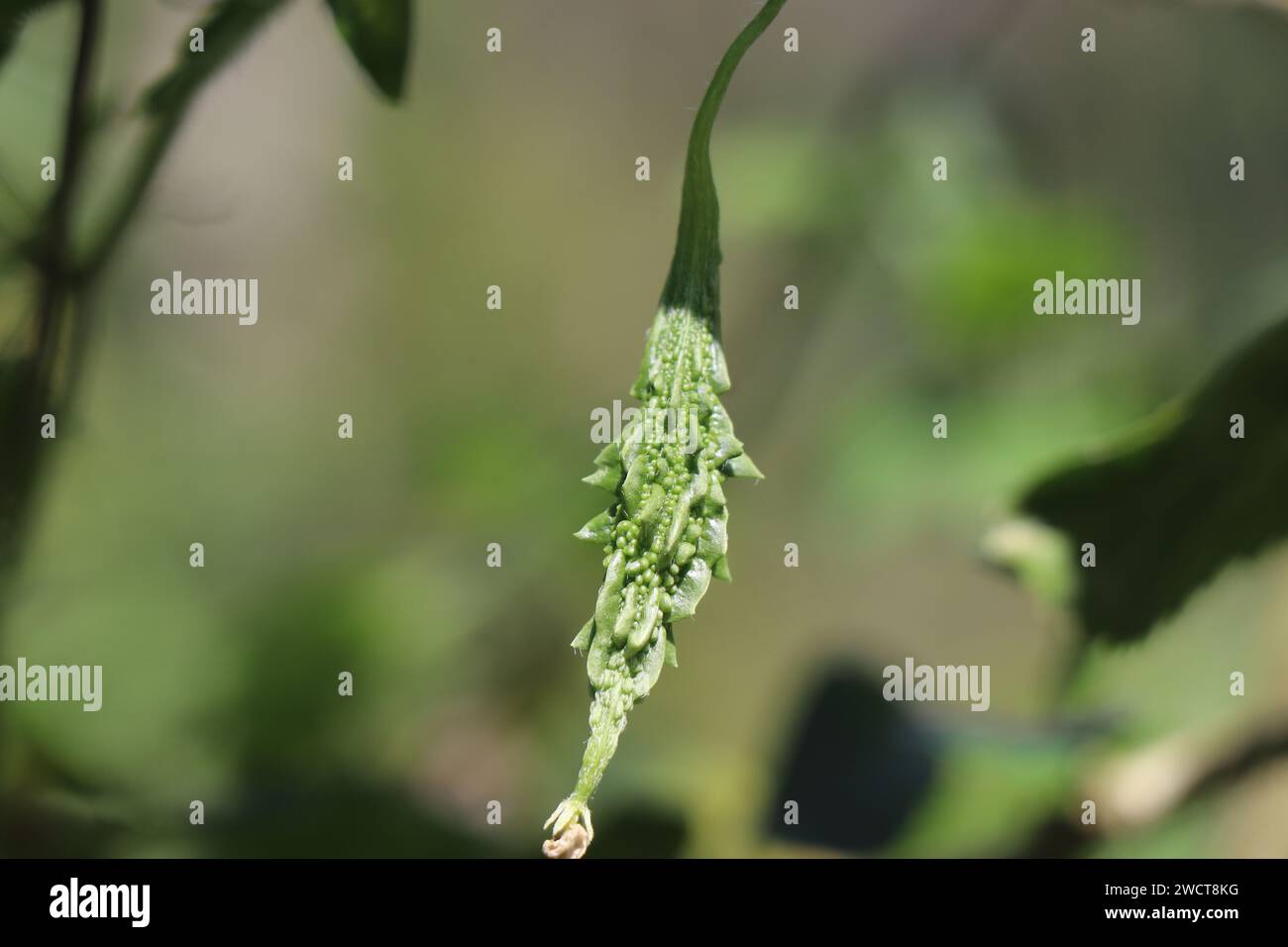 Small bitter gourd vegetable growing on the vine with the natural ...