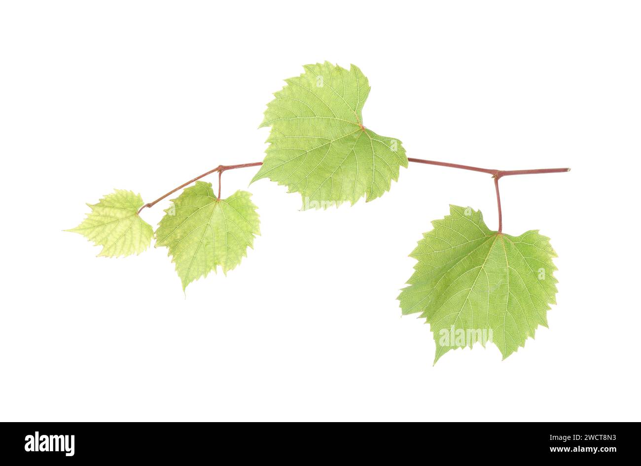 Grape vine Cut Out Stock Images & Pictures - Alamy