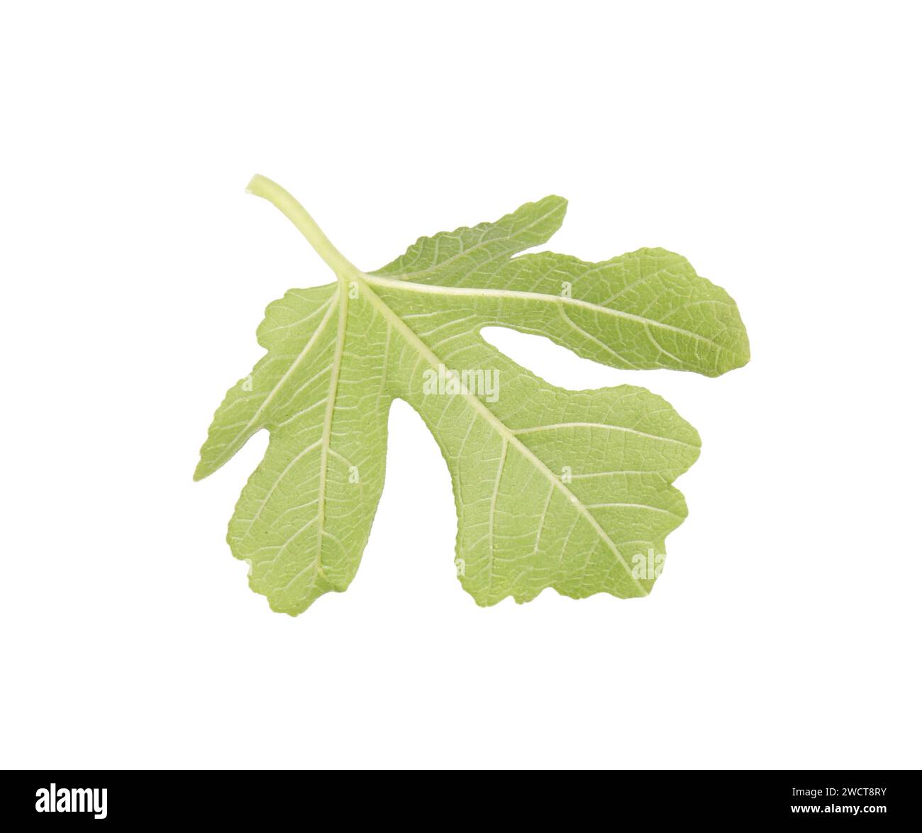One green leaf of fig tree isolated on white Stock Photo - Alamy