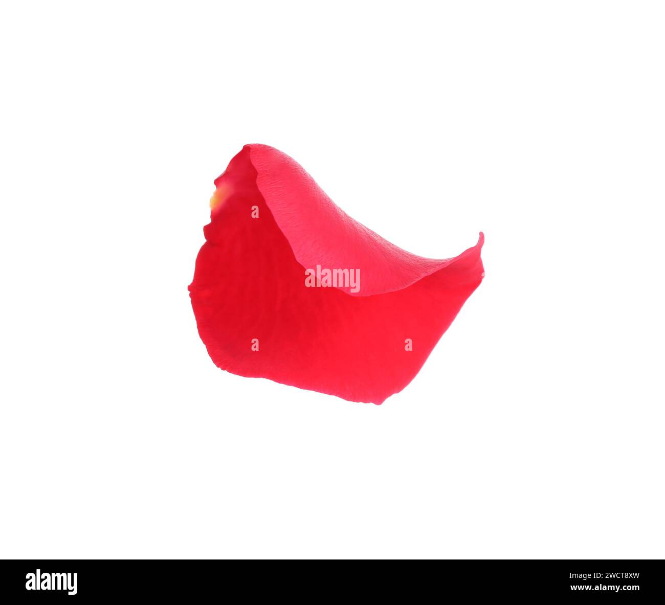 Tender red rose petal isolated on white Stock Photo - Alamy