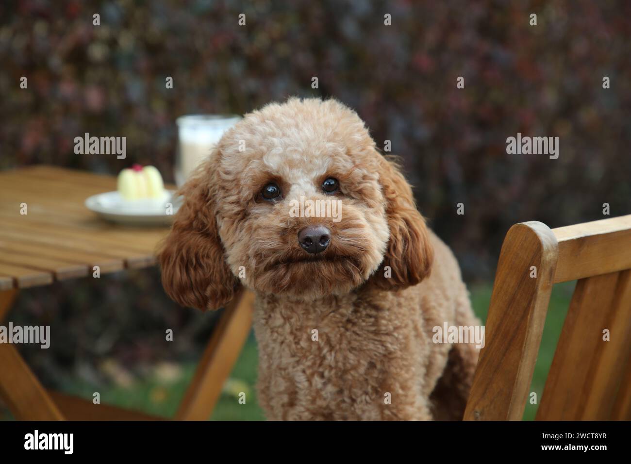 Cute fluffy dog resting at outdoor cafe Stock Photo - Alamy